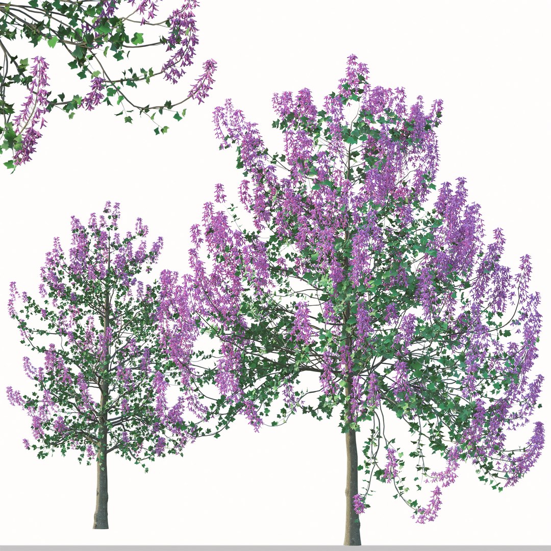 Set Of Paulownia Tomentosa Or Princess Tree 3D Model - TurboSquid 1967889
