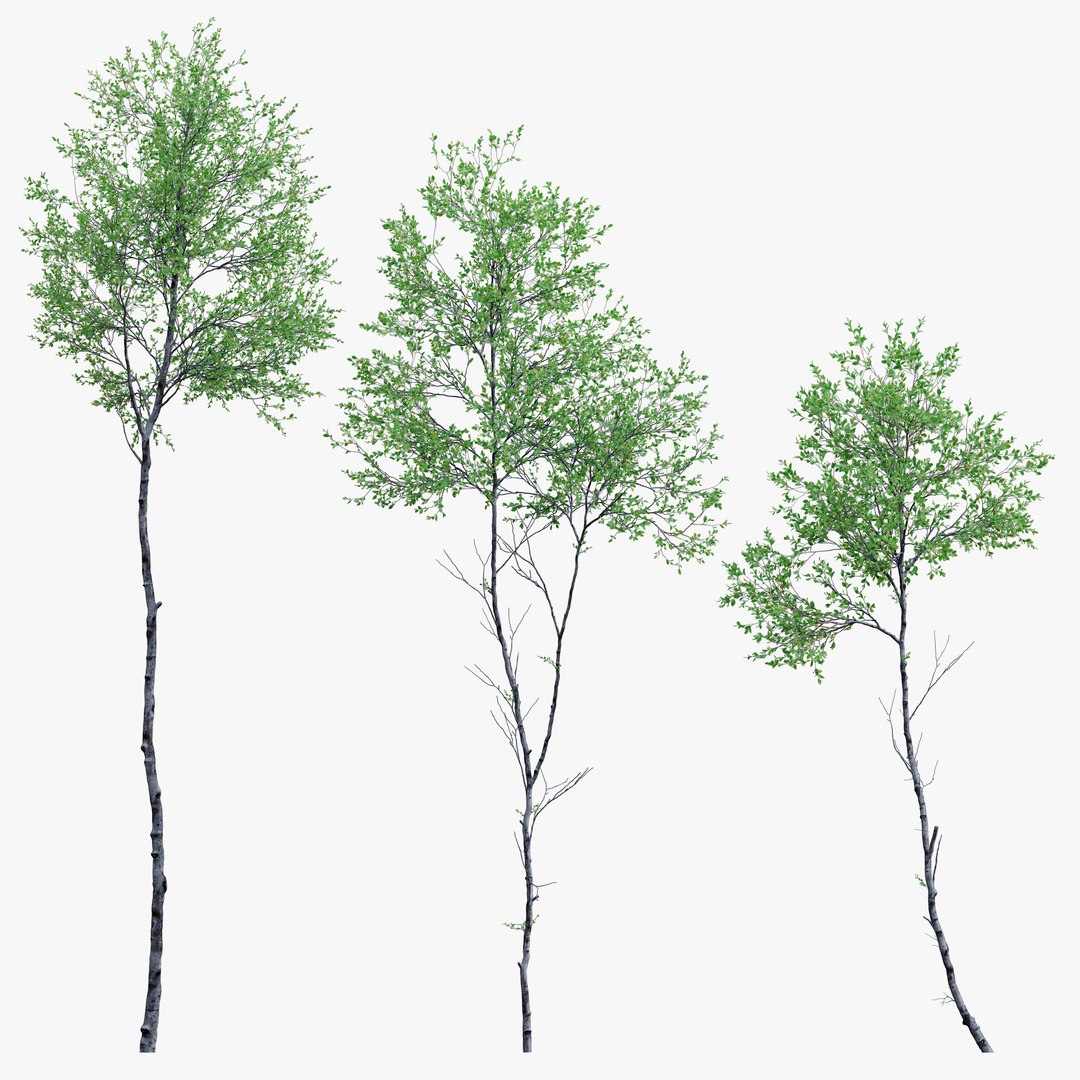 3D Forest Trees Set 01 Model - TurboSquid 1958150