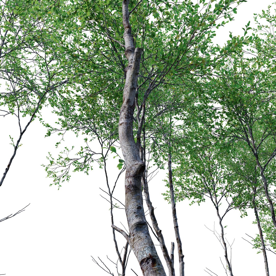 3D Forest Trees Set 01 Model - TurboSquid 1958150