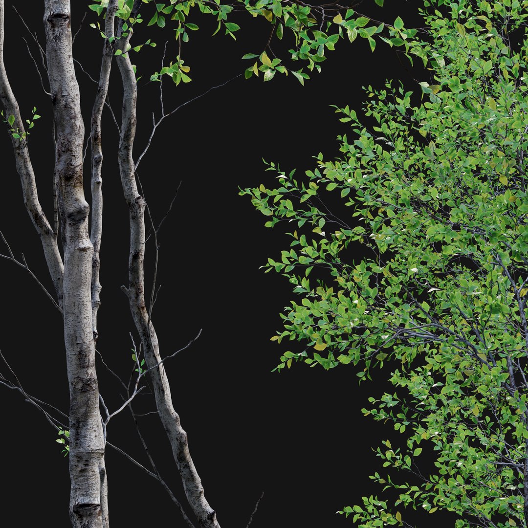 3D Forest Trees Set 01 Model - TurboSquid 1958150