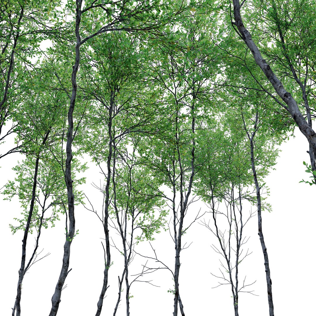 3D Forest Trees Set 01 Model - TurboSquid 1958150