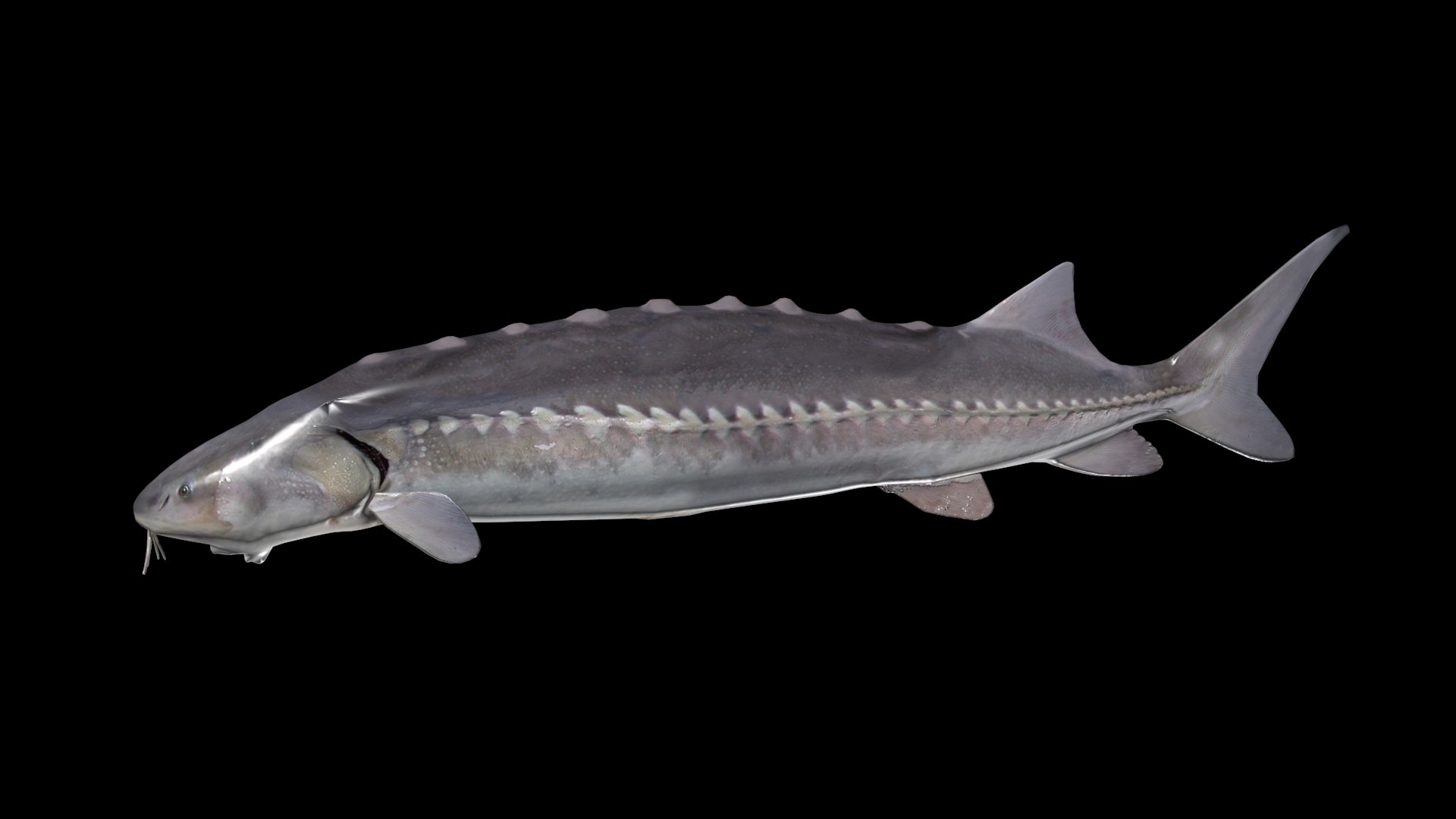 3ds max white sturgeon