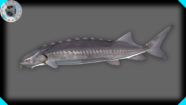 Sturgeon 3D Models for Download | TurboSquid