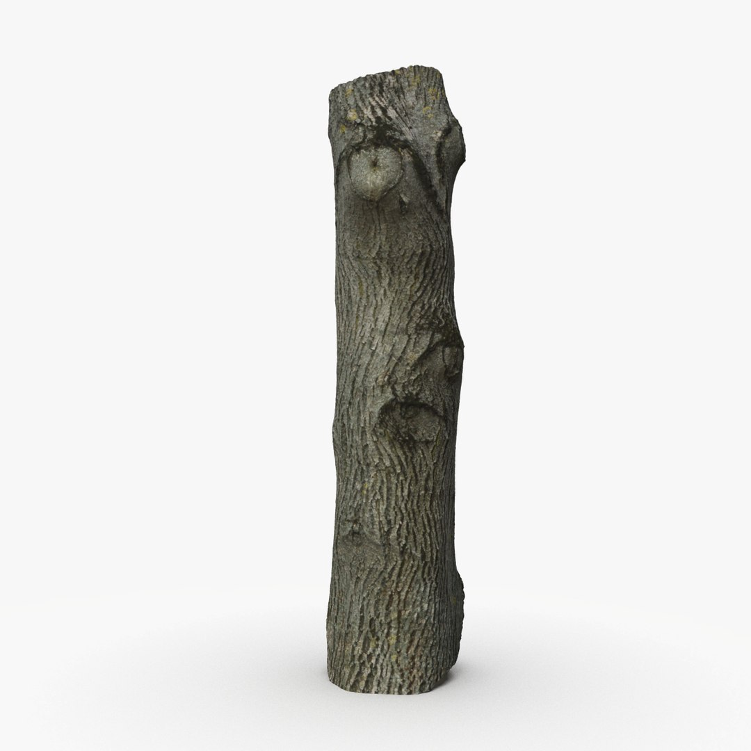 3D Model Walnut Trunk 3d Scan - TurboSquid 2209763