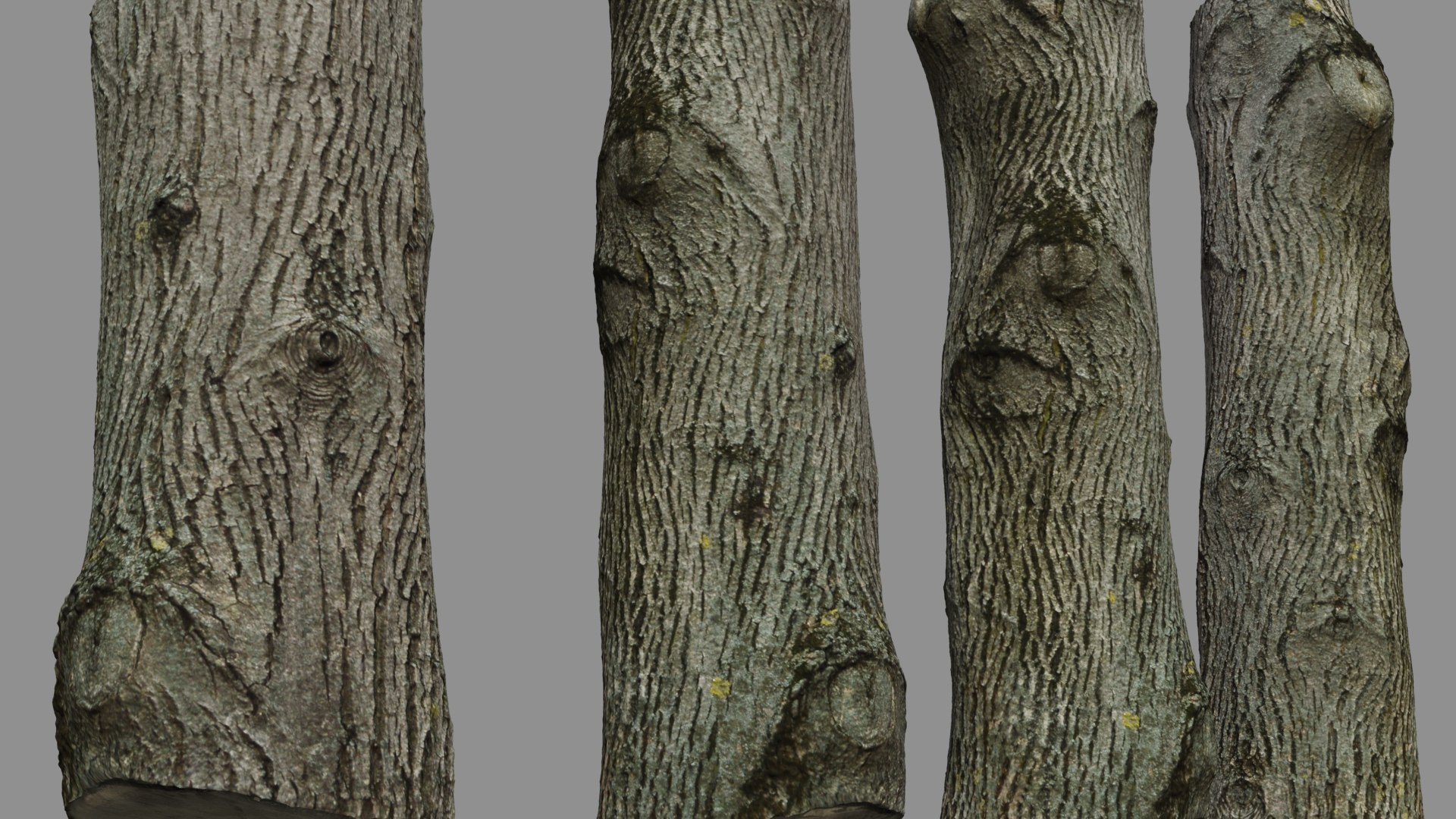3D Model Walnut Trunk 3d Scan - TurboSquid 2209763