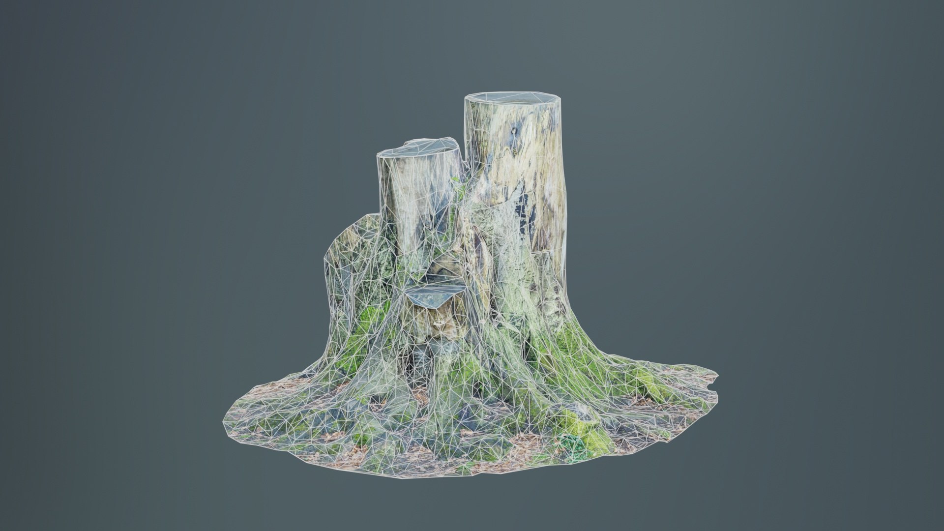 3D Model Large Triple Sawed Off Tree Stumps Remastered - TurboSquid 2363153