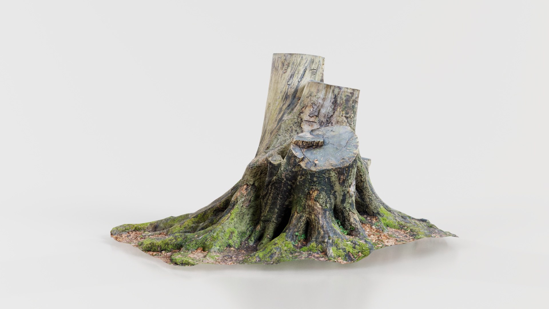 3D Model Large Triple Sawed Off Tree Stumps Remastered - TurboSquid 2363153