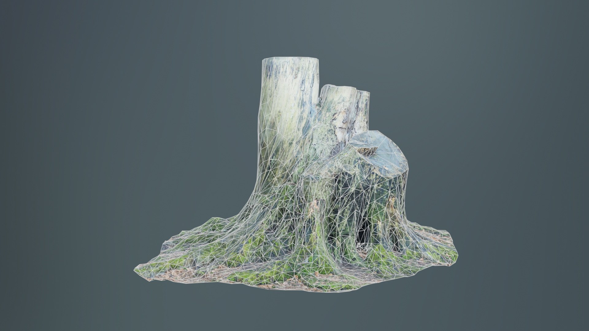 3D Model Large Triple Sawed Off Tree Stumps Remastered - TurboSquid 2363153