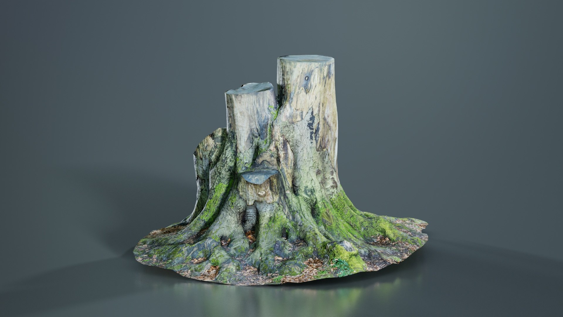 3D Model Large Triple Sawed Off Tree Stumps Remastered - TurboSquid 2363153