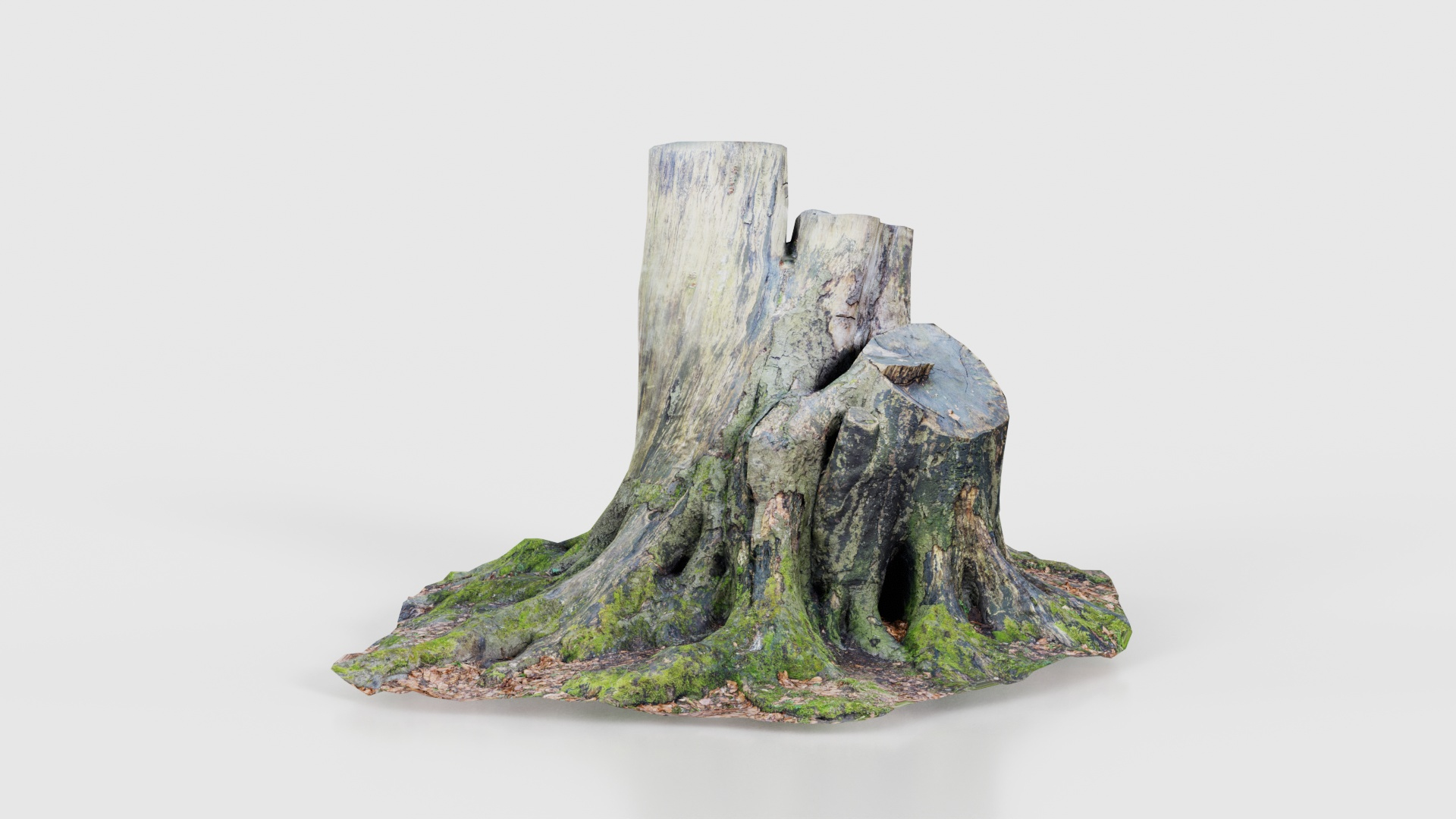 3D Model Large Triple Sawed Off Tree Stumps Remastered - TurboSquid 2363153