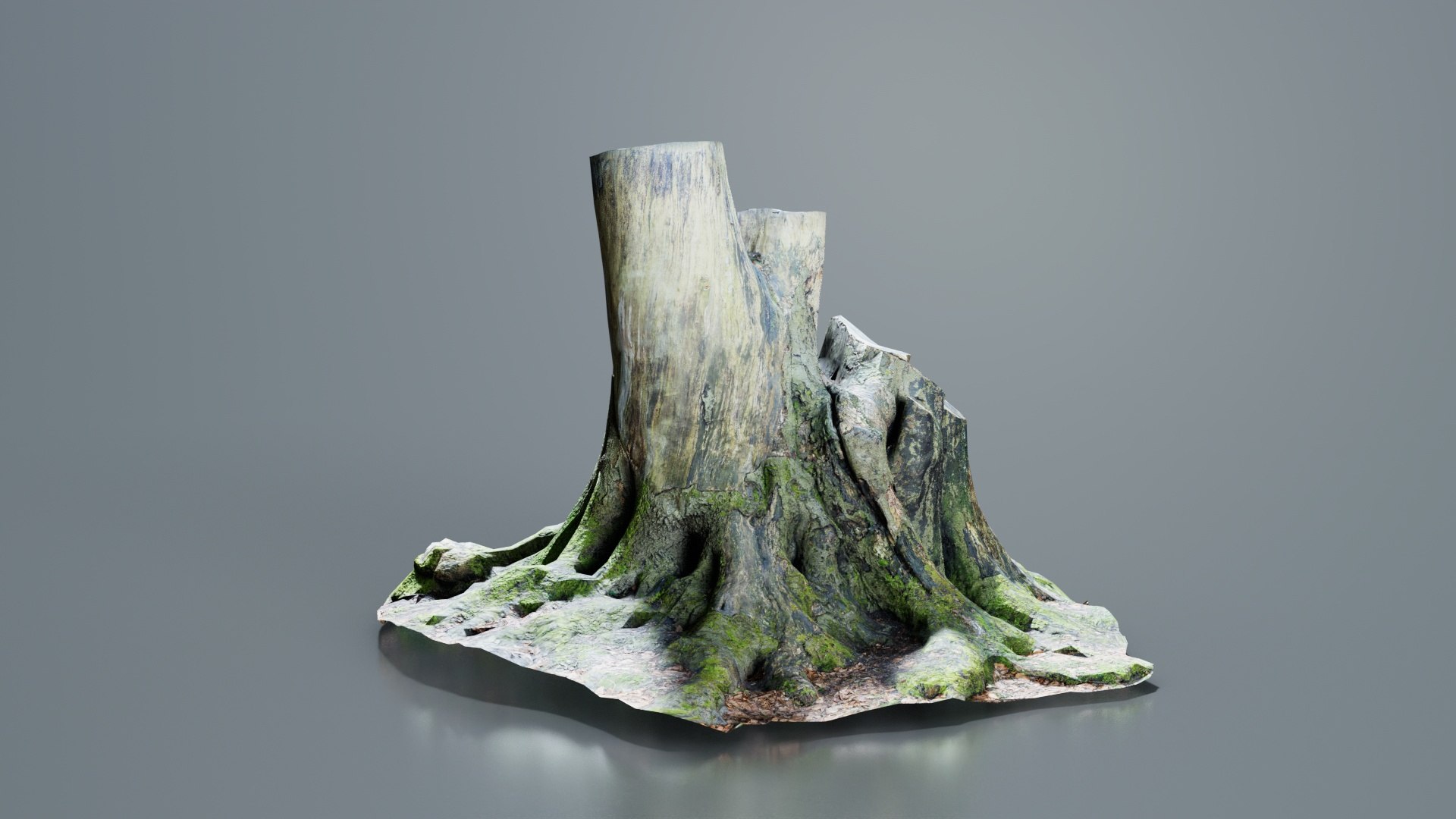 3D Model Large Triple Sawed Off Tree Stumps Remastered - TurboSquid 2363153