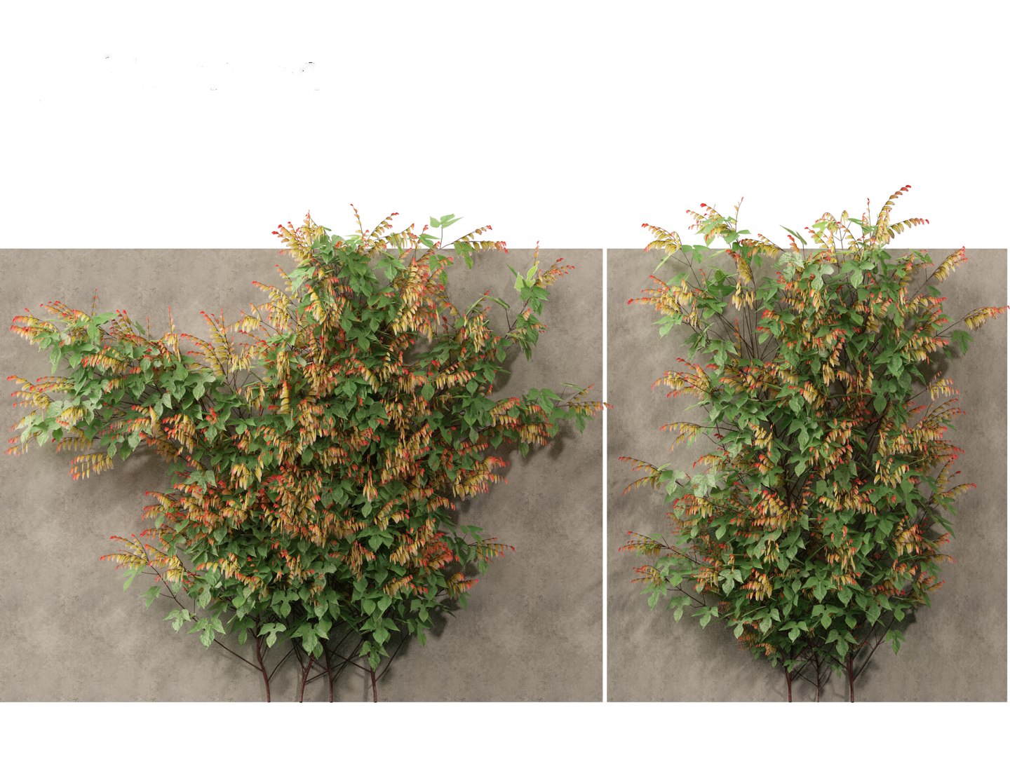 3D Ipomoea Lobata - Firecracker Vine - TurboSquid 2183968