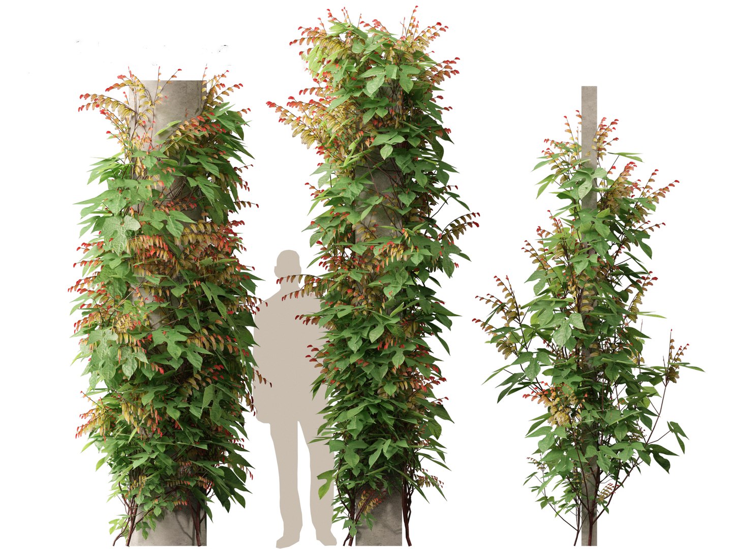 3D Ipomoea Lobata - Firecracker Vine - TurboSquid 2183968