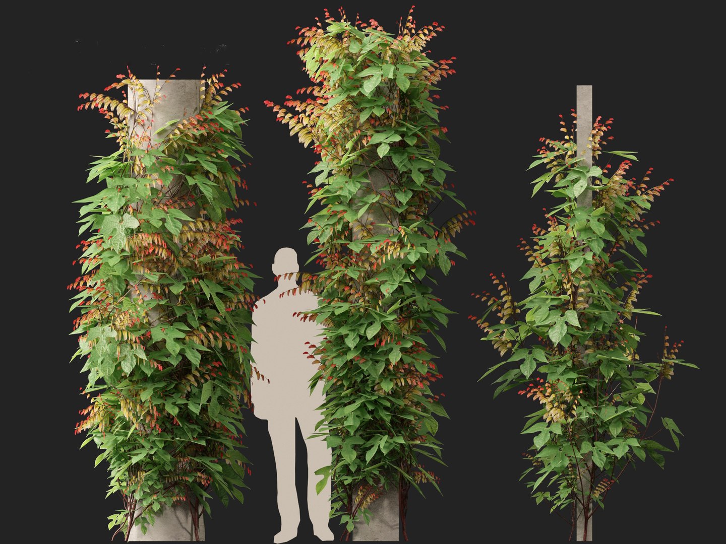 3D Ipomoea Lobata - Firecracker Vine - TurboSquid 2183968