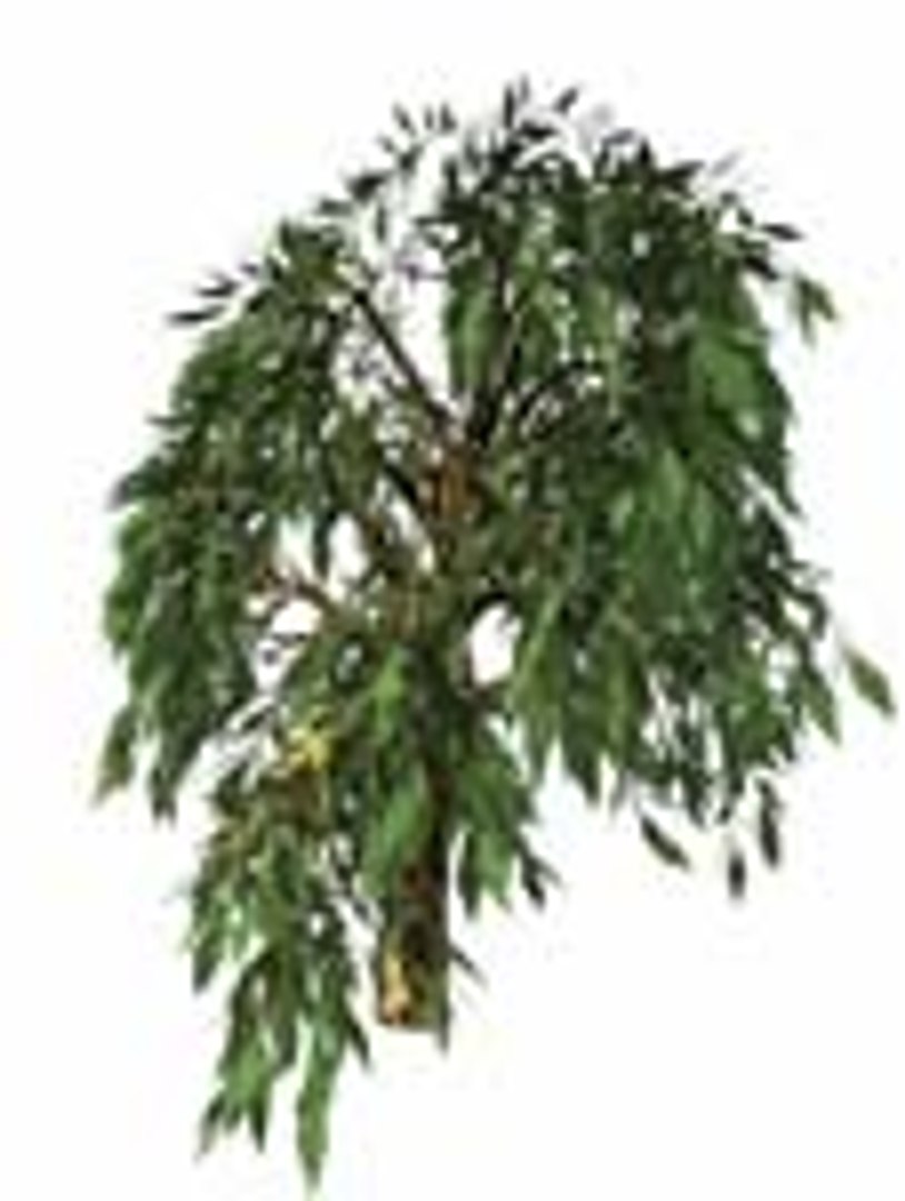 Maya Willow Scene Bryce