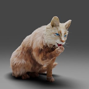 Blender Cat Models | TurboSquid