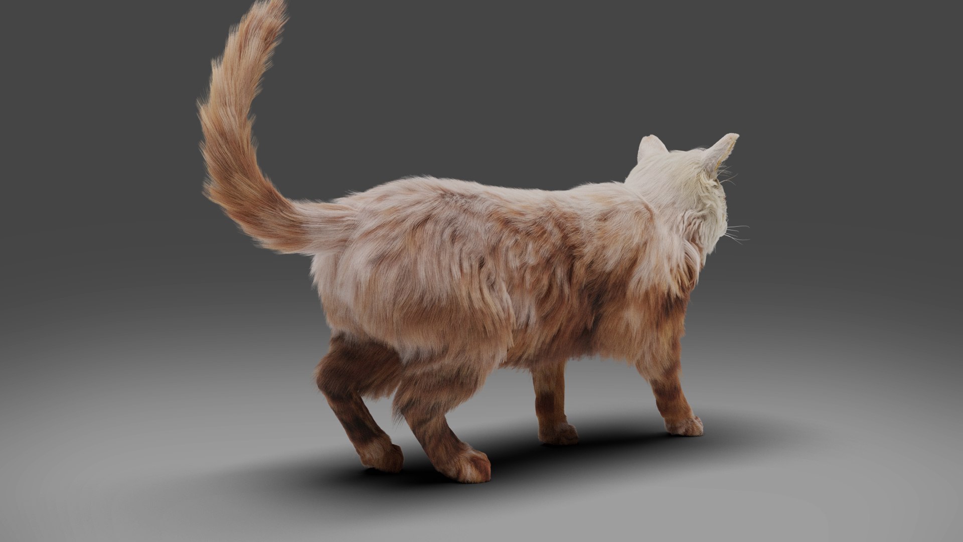 3D Fur Cat White V2 Rigged And Animated - TurboSquid 1981420