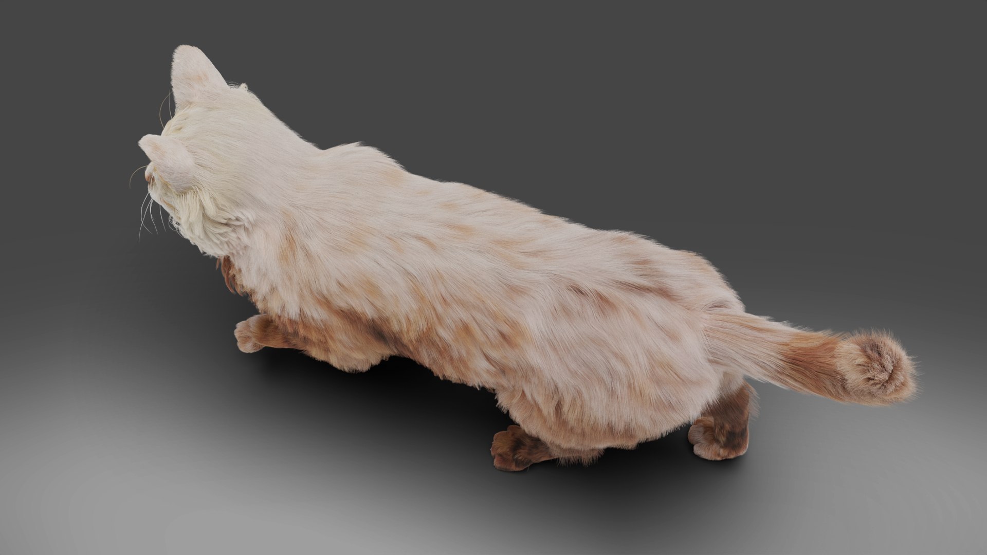 3D Fur Cat White V2 Rigged And Animated - TurboSquid 1981420
