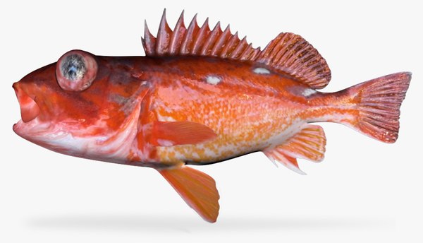 modelo 3d Rosy Rockfish - TurboSquid 1084539