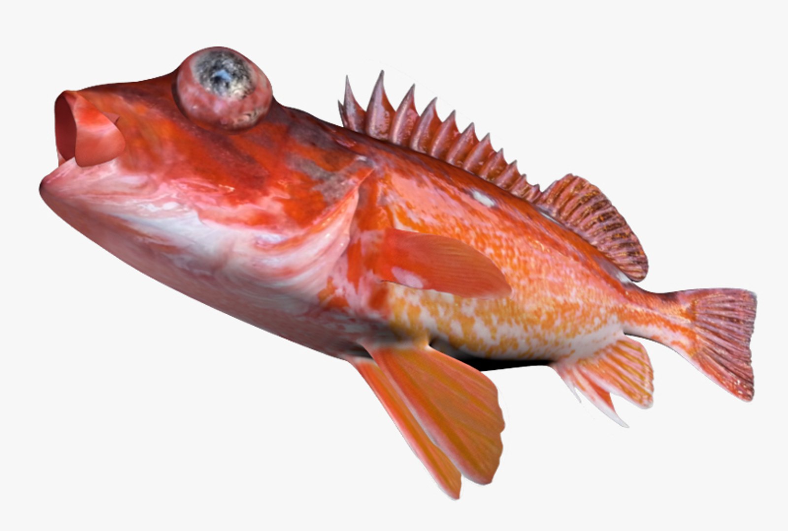 Rosy Rockfish 3d Model