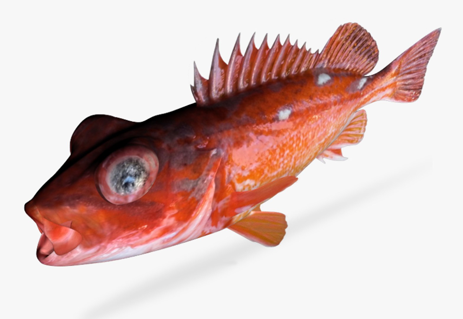 Rosy Rockfish 3d Model