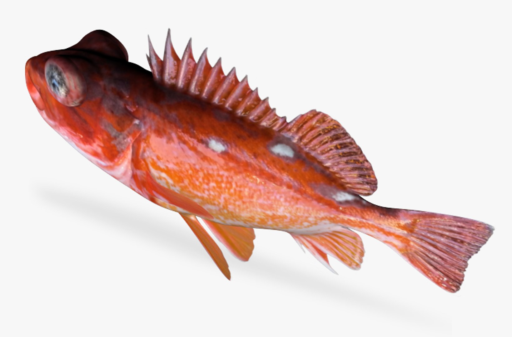 Rosy Rockfish 3d Model