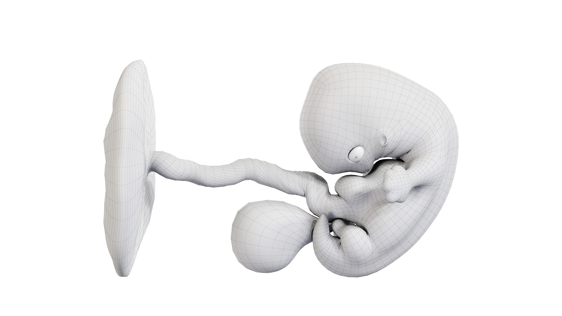 3D Fetus Week 7 Animated - TurboSquid 1866838