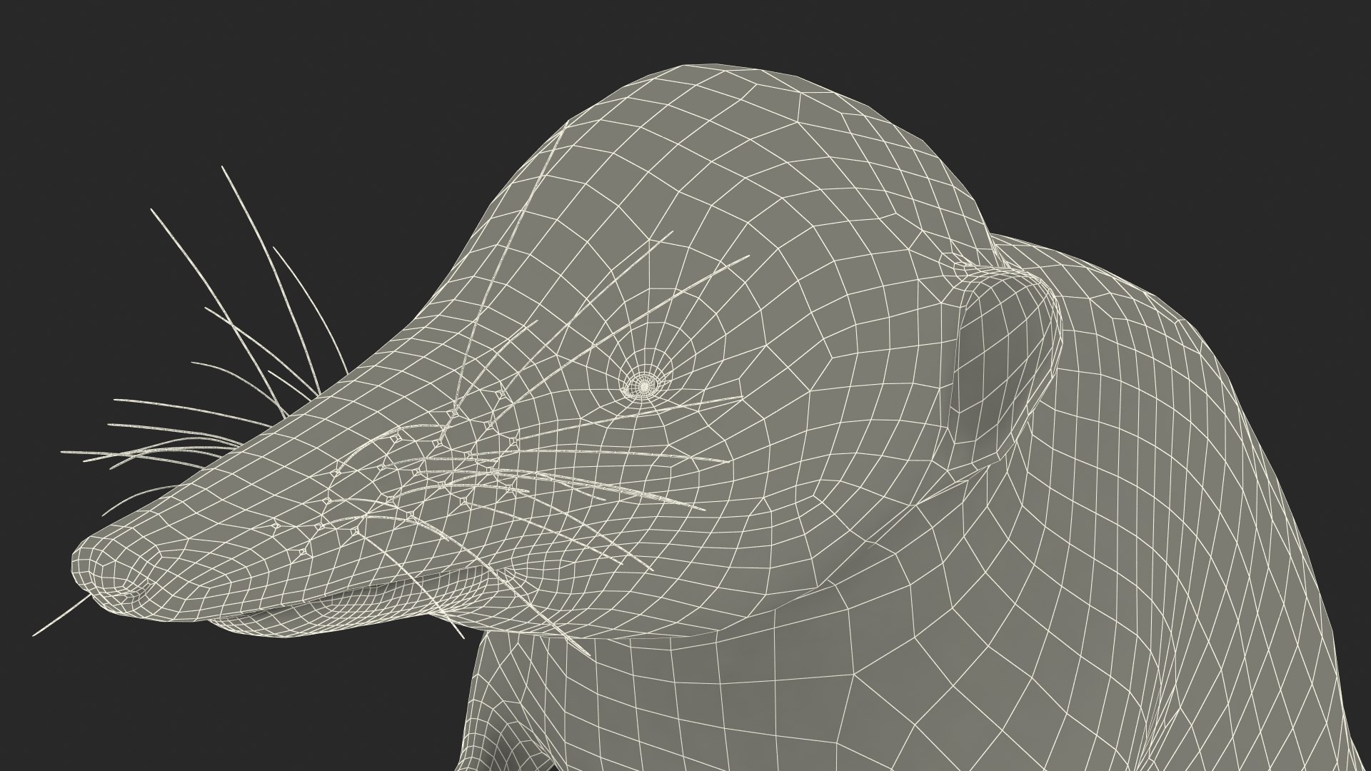 Shrew Standing Pose Fur Model - TurboSquid 2164147