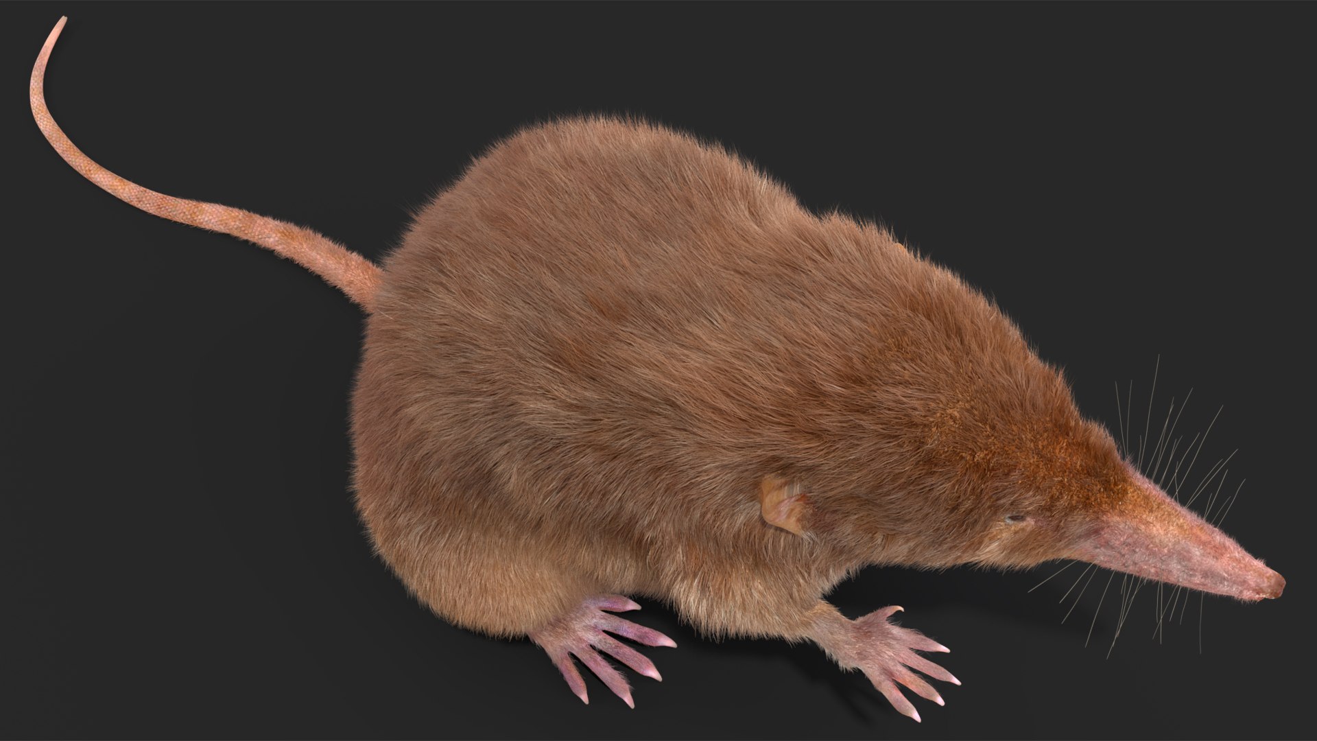 Shrew Standing Pose Fur Model - TurboSquid 2164147