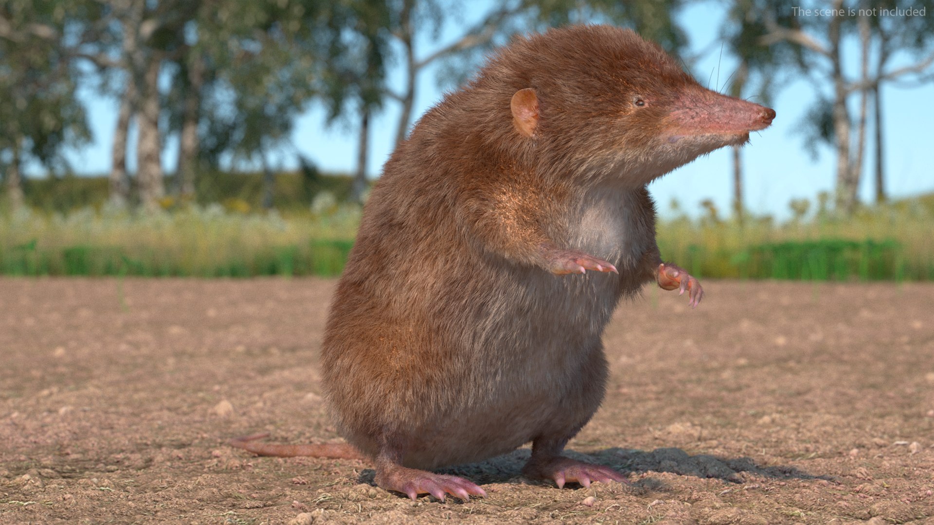 Shrew Standing Pose Fur Model - TurboSquid 2164147