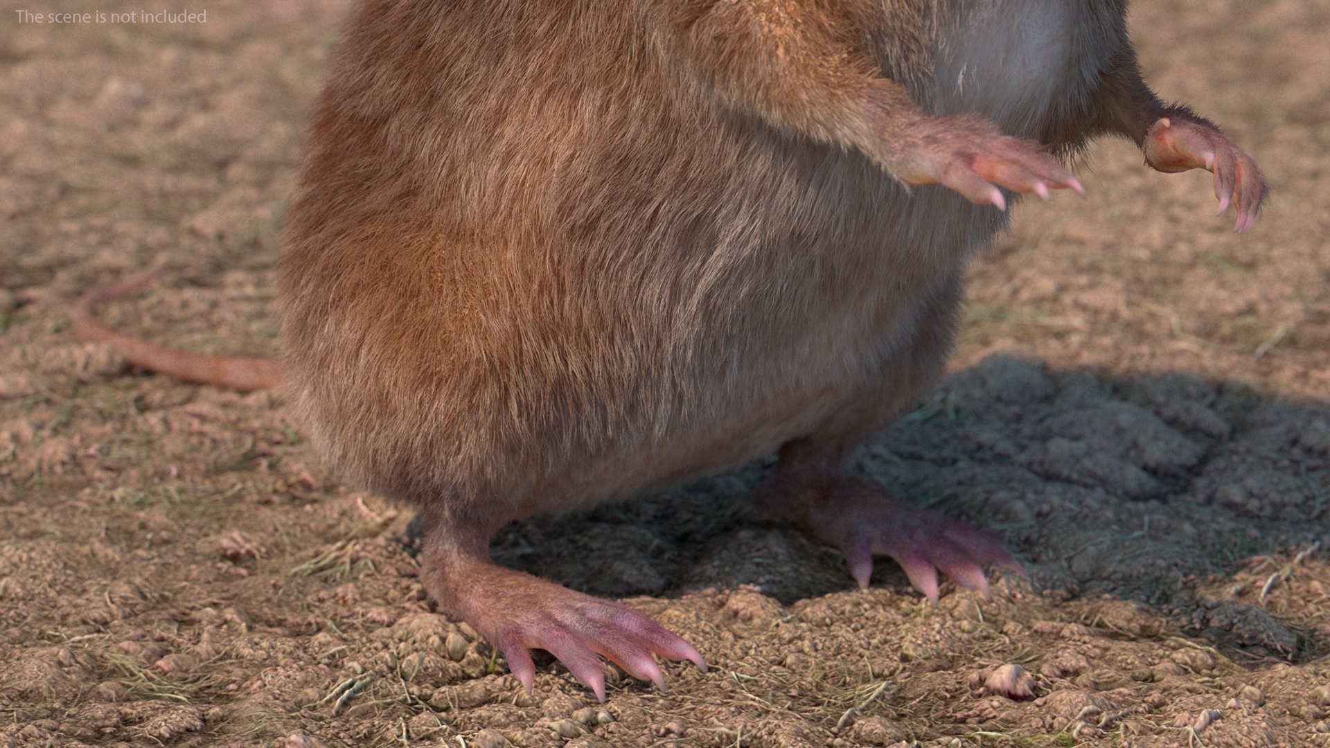 Shrew Standing Pose Fur Model - TurboSquid 2164147