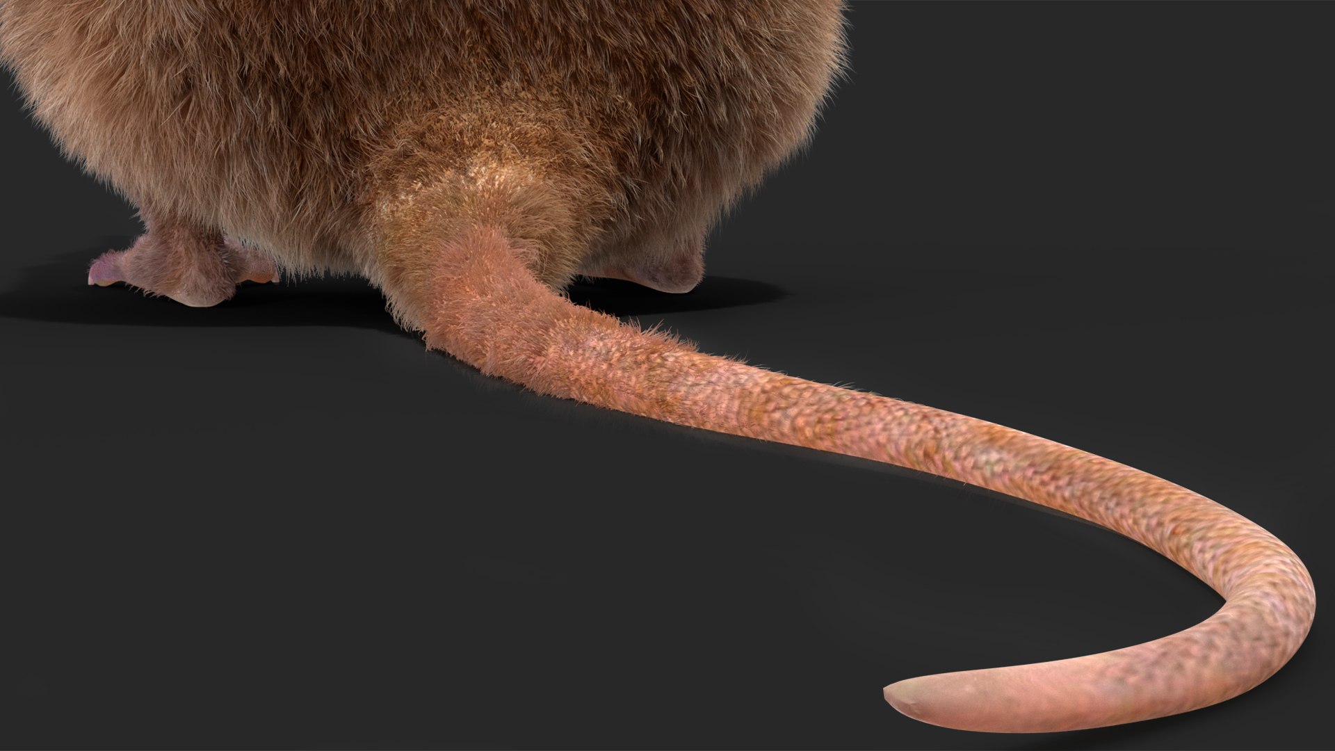 Shrew Standing Pose Fur Model - TurboSquid 2164147