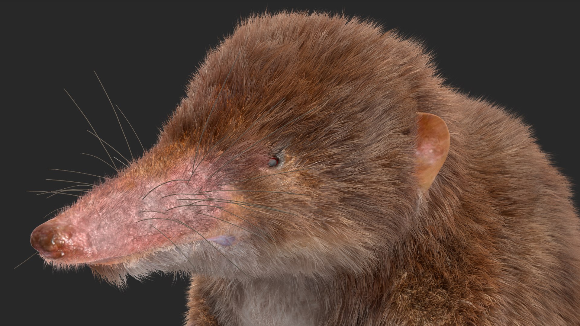 Shrew Standing Pose Fur Model - TurboSquid 2164147