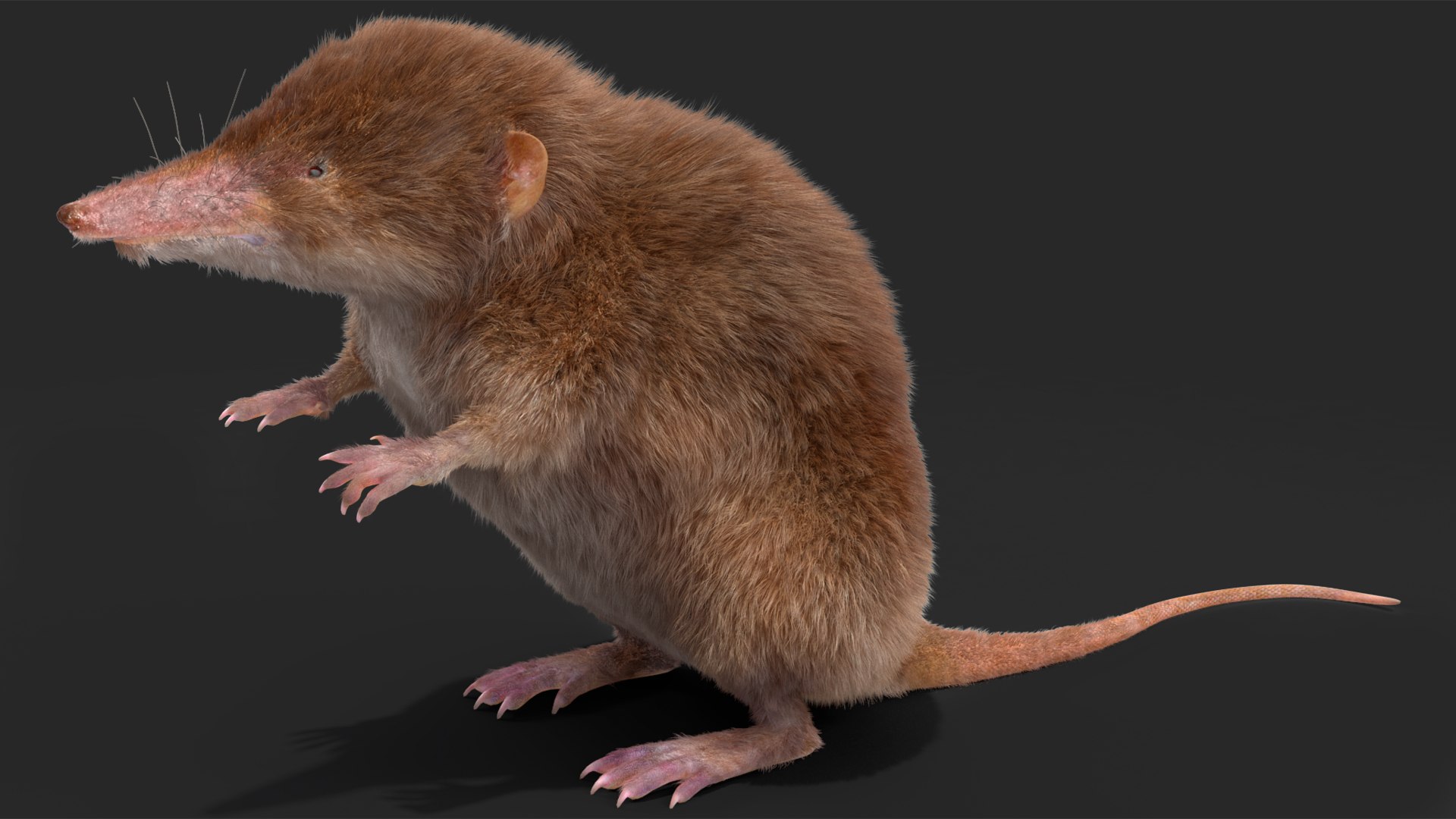 Shrew Standing Pose Fur Model - TurboSquid 2164147