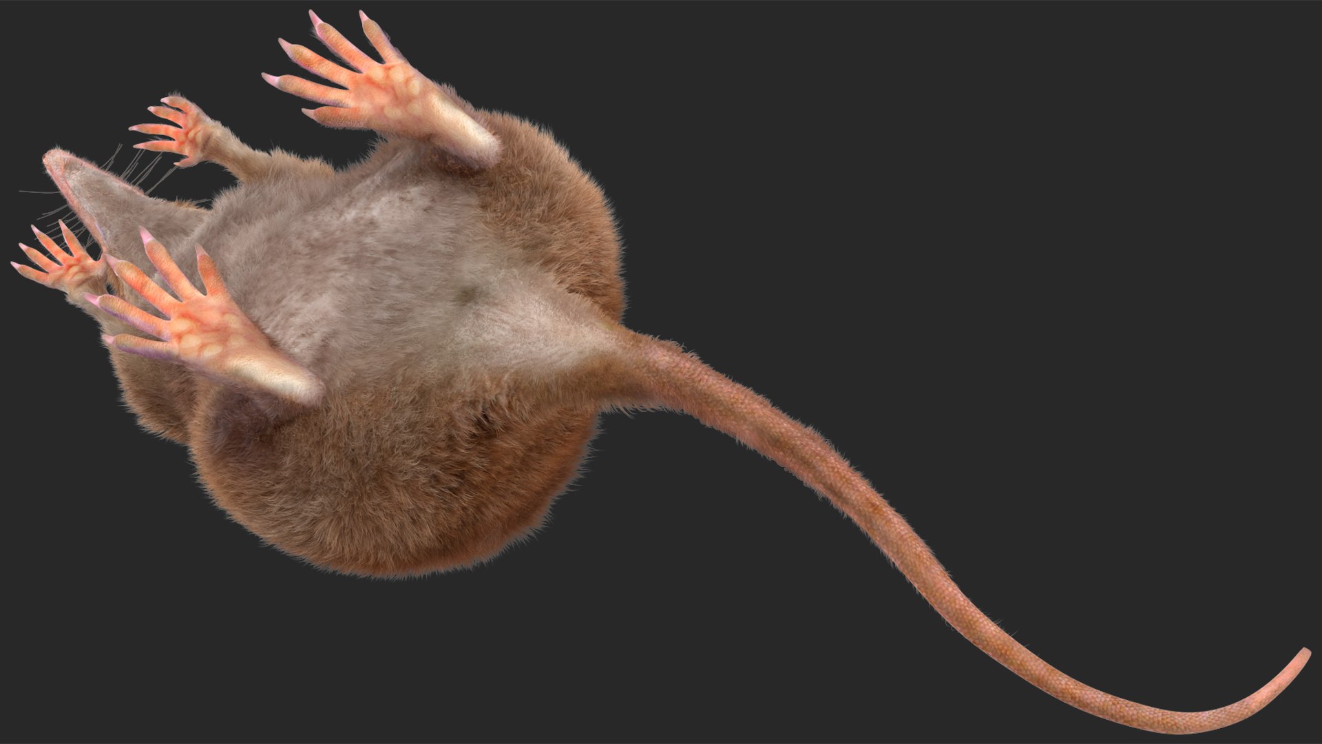 Shrew Standing Pose Fur Model - TurboSquid 2164147