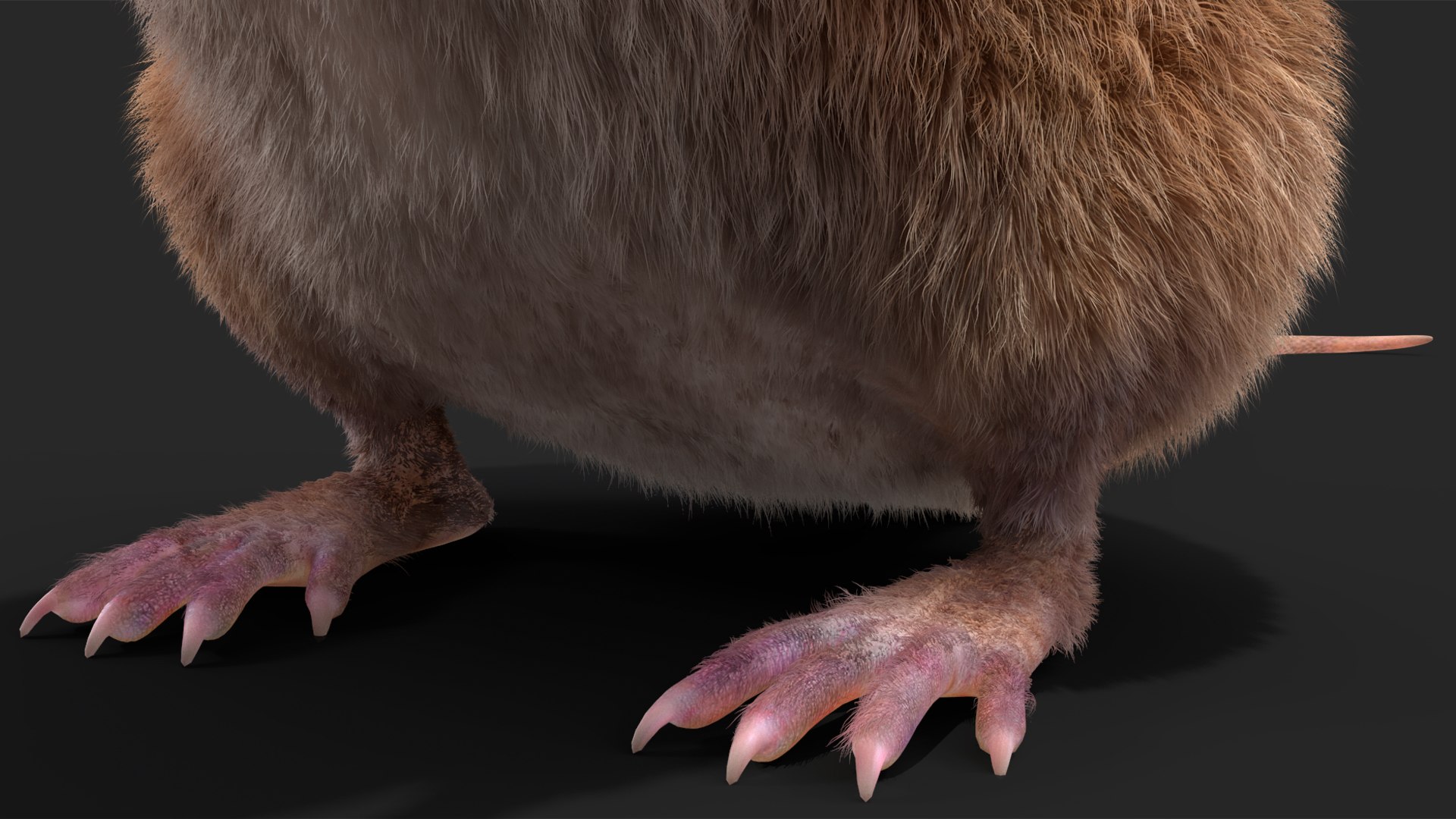 Shrew Standing Pose Fur Model - TurboSquid 2164147