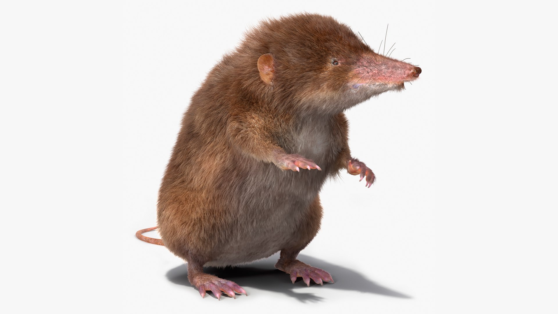 Shrew Standing Pose Fur Model - TurboSquid 2164147