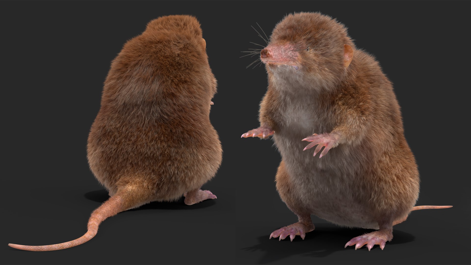 Shrew Standing Pose Fur Model - TurboSquid 2164147