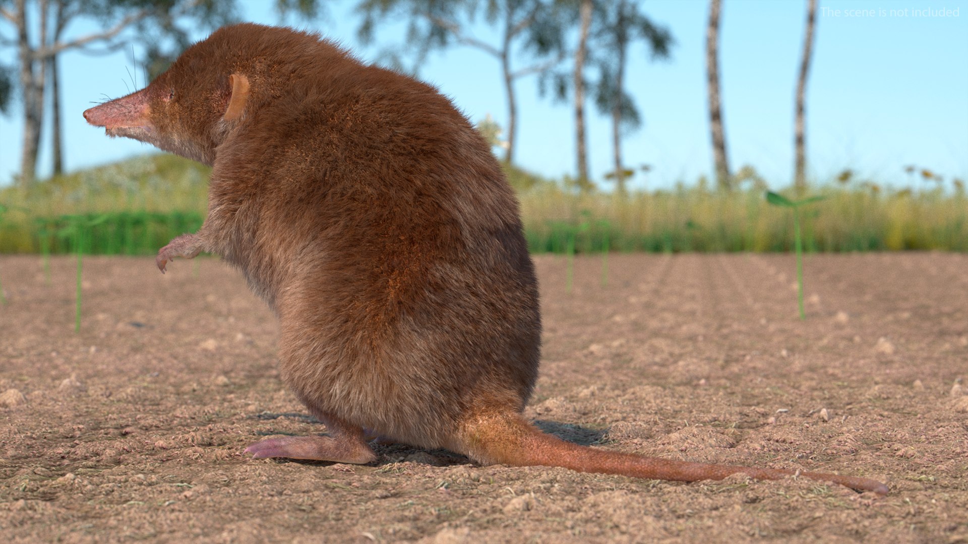 Shrew Standing Pose Fur Model - TurboSquid 2164147