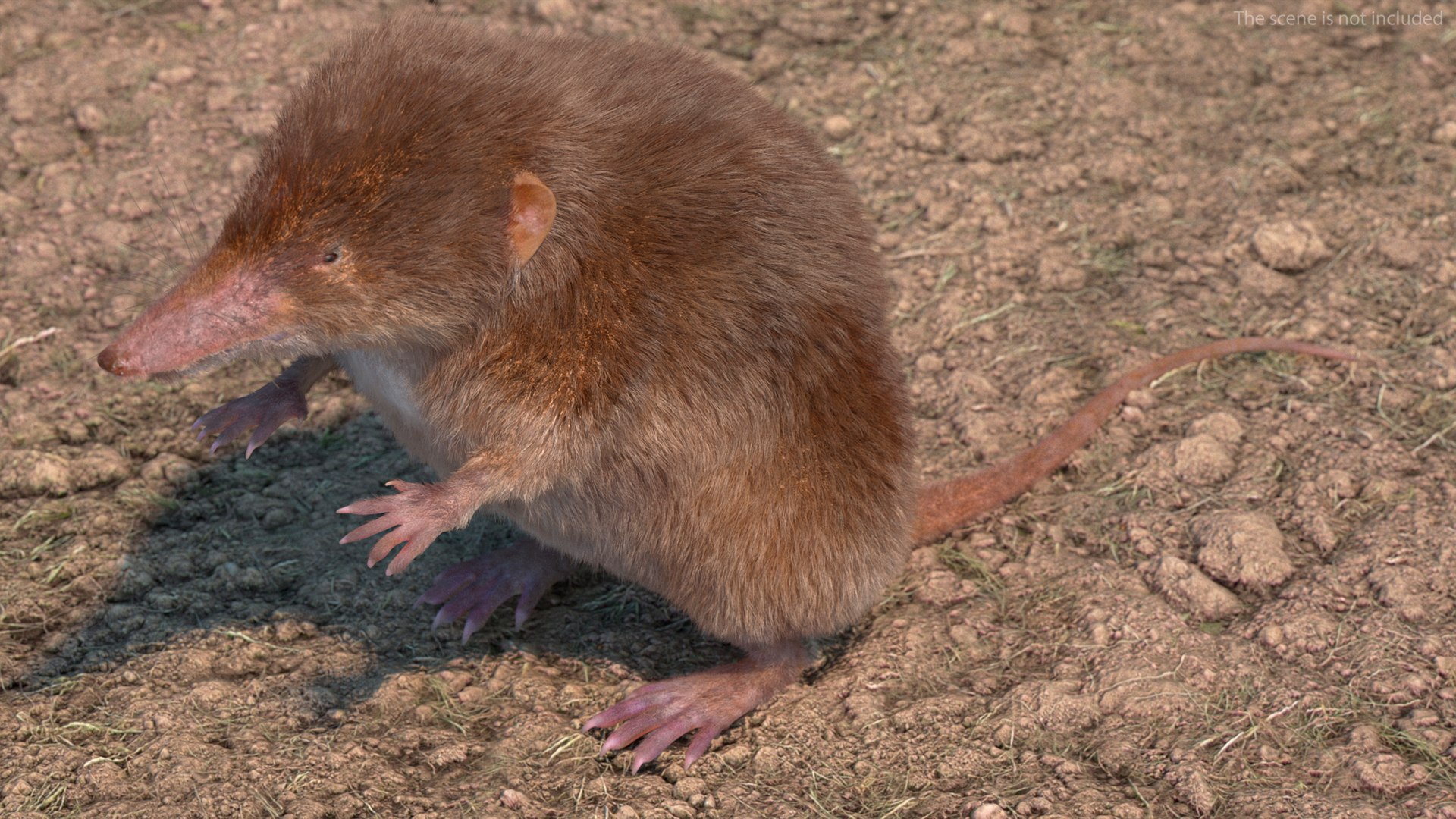 Shrew Standing Pose Fur Model - TurboSquid 2164147