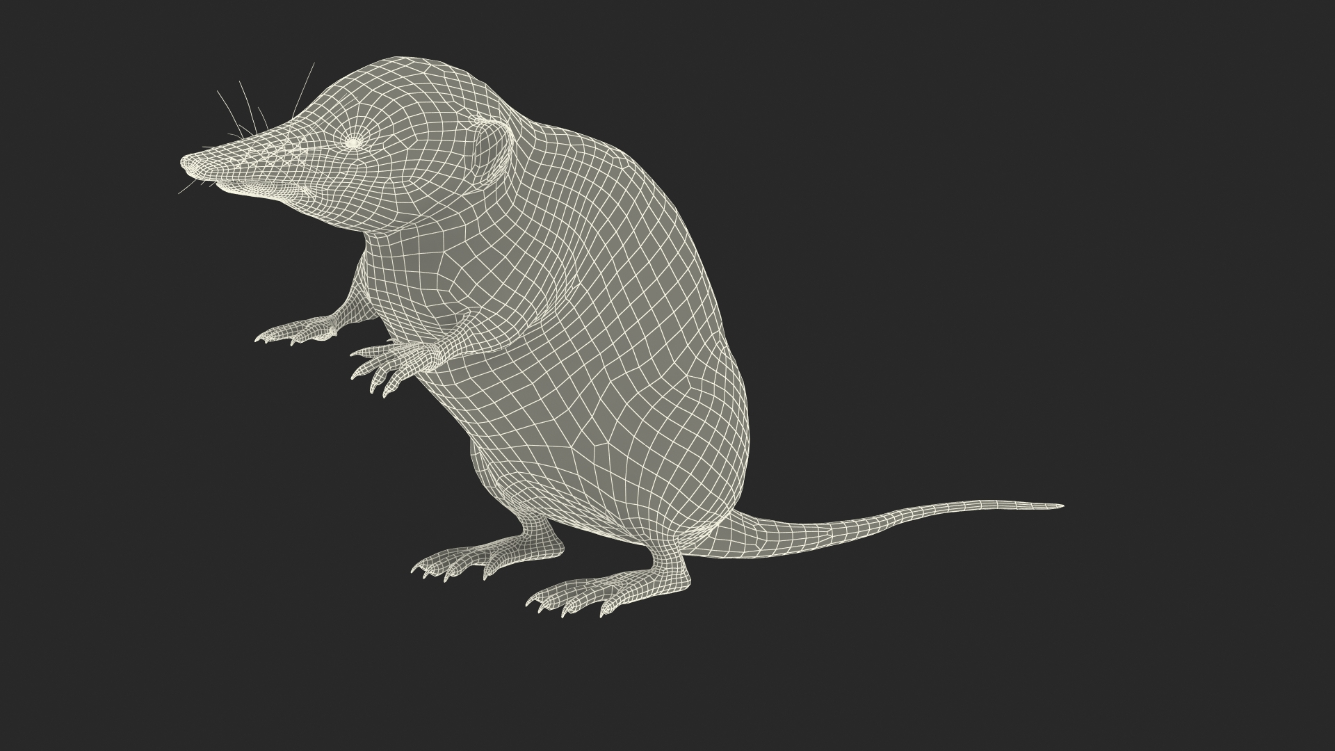 Shrew Standing Pose Fur Model - TurboSquid 2164147