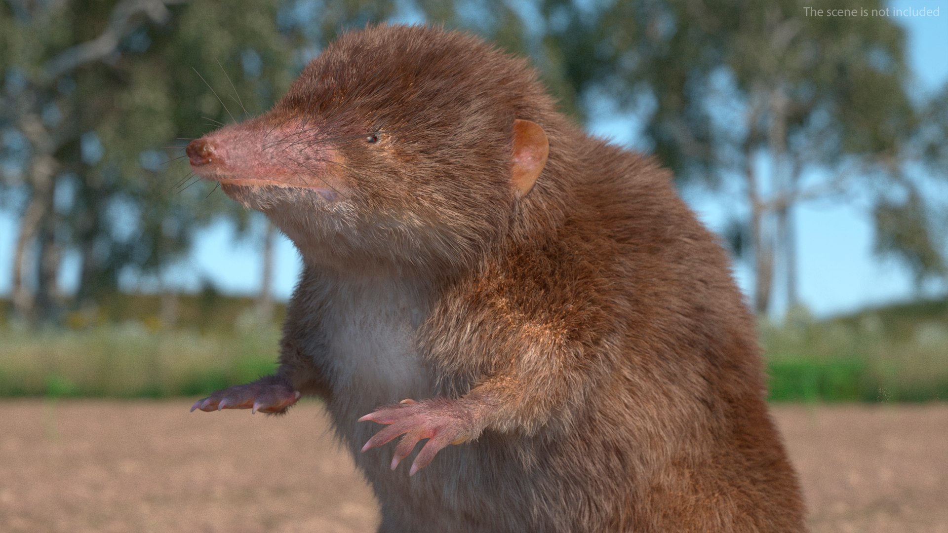Shrew Standing Pose Fur Model - TurboSquid 2164147