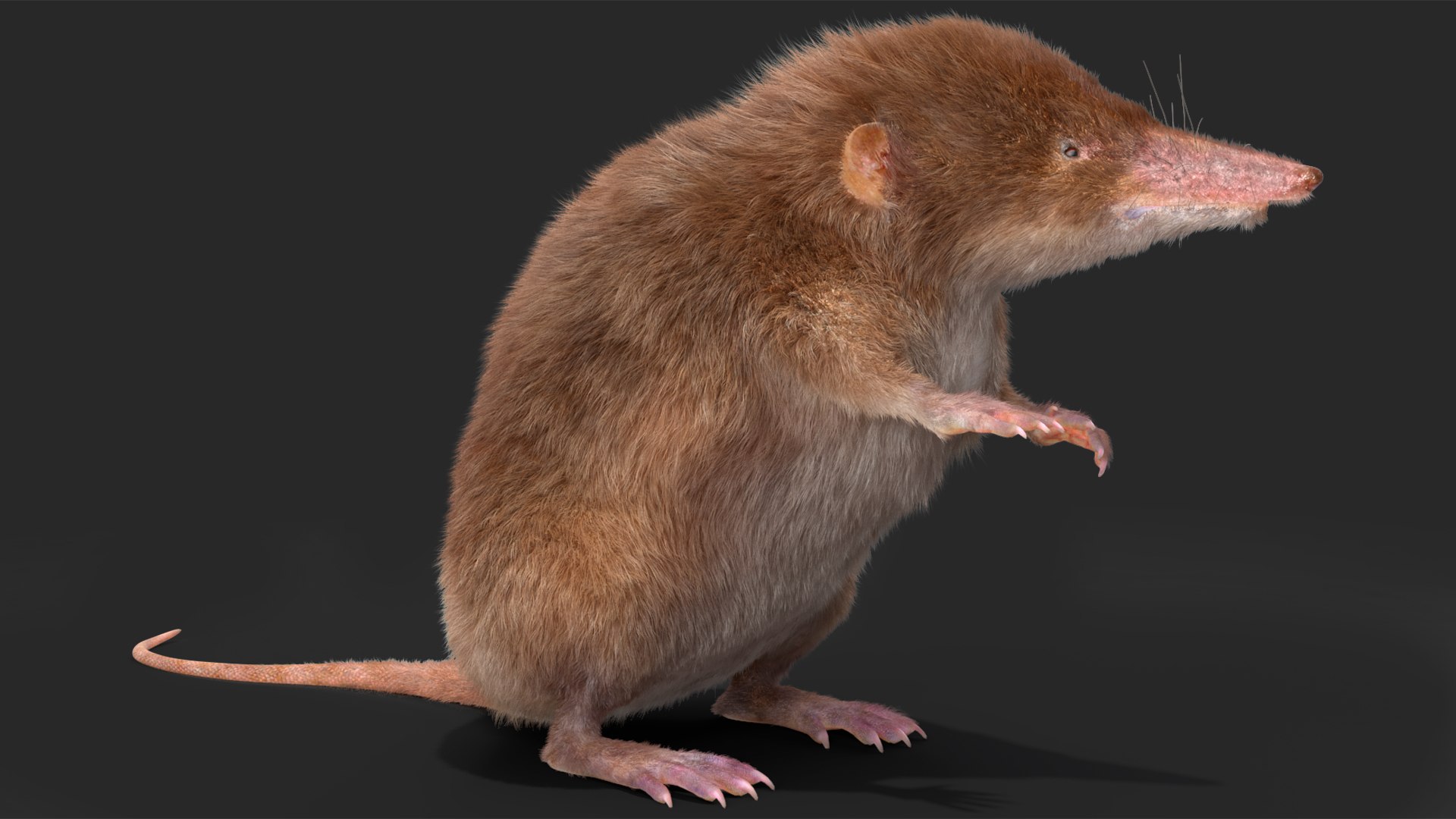 Shrew Standing Pose Fur Model - TurboSquid 2164147
