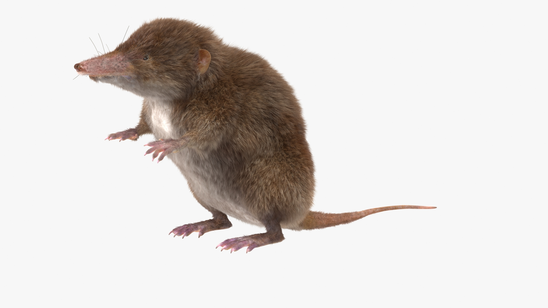 Shrew Standing Pose Fur Model - TurboSquid 2164147