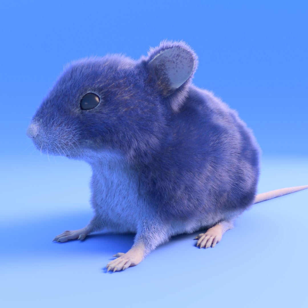 3D Realistic Mouse Xgen Fur - TurboSquid 1337411