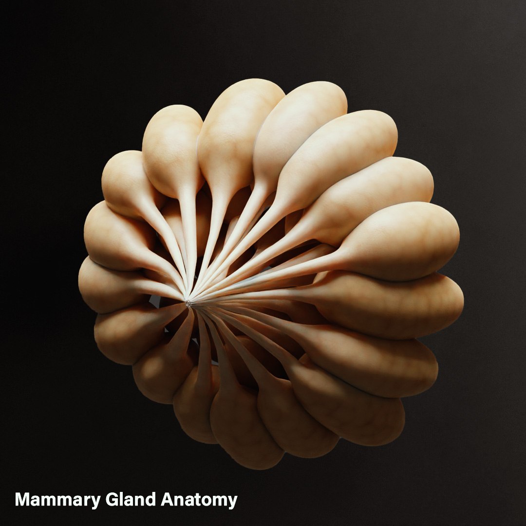 3D Mammary Gland Anatomy - TurboSquid 1988031