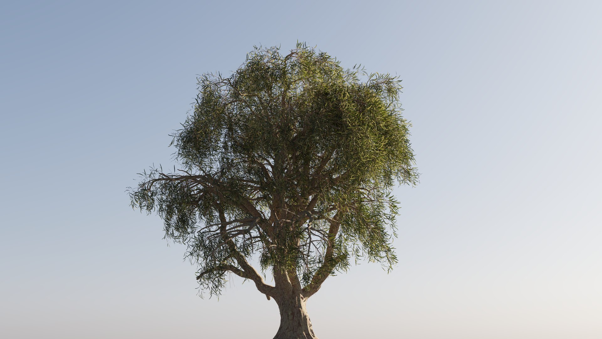 3D Peppermint Animated Tree - TurboSquid 2252931