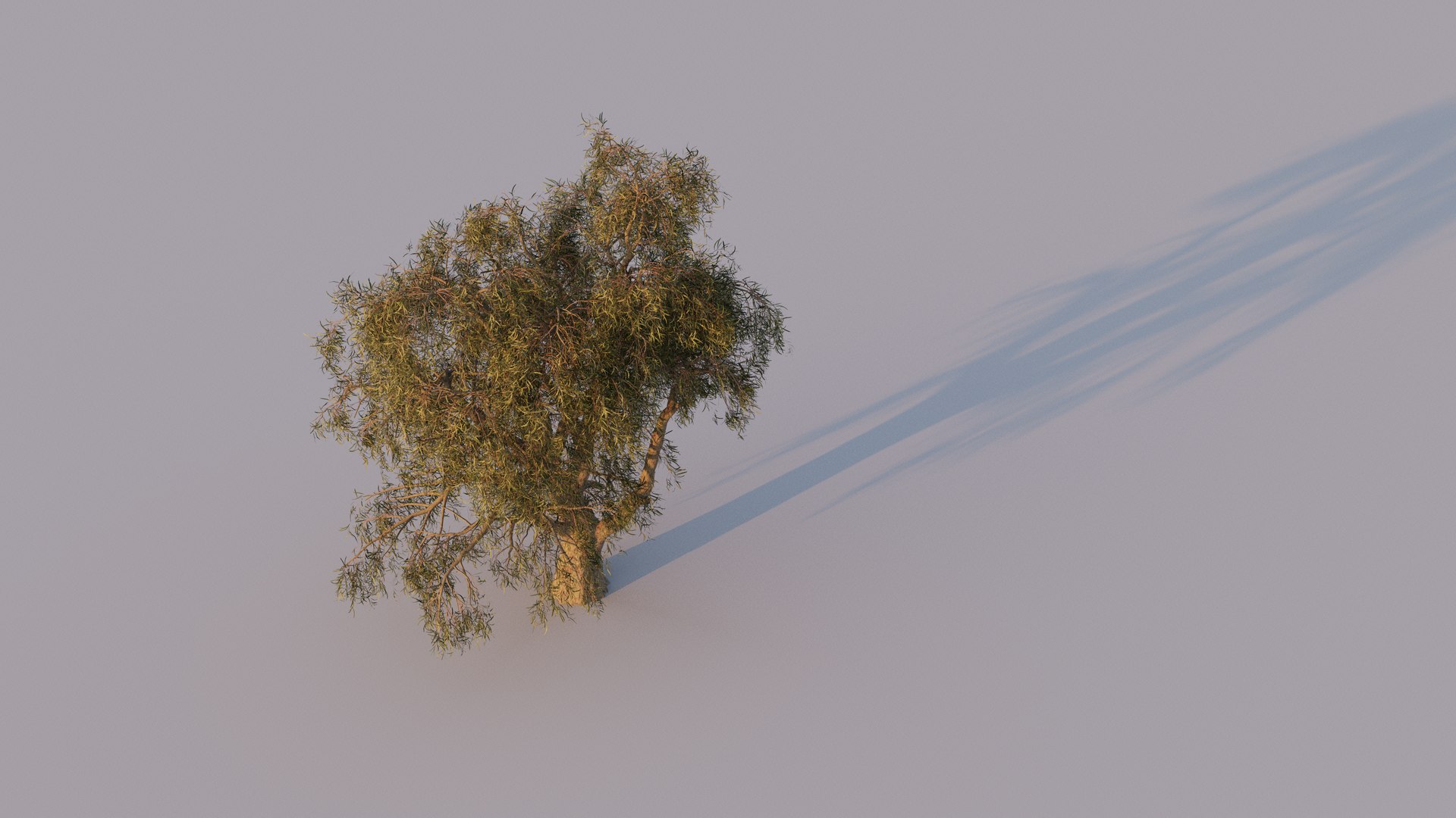 3D Peppermint Animated Tree - TurboSquid 2252931