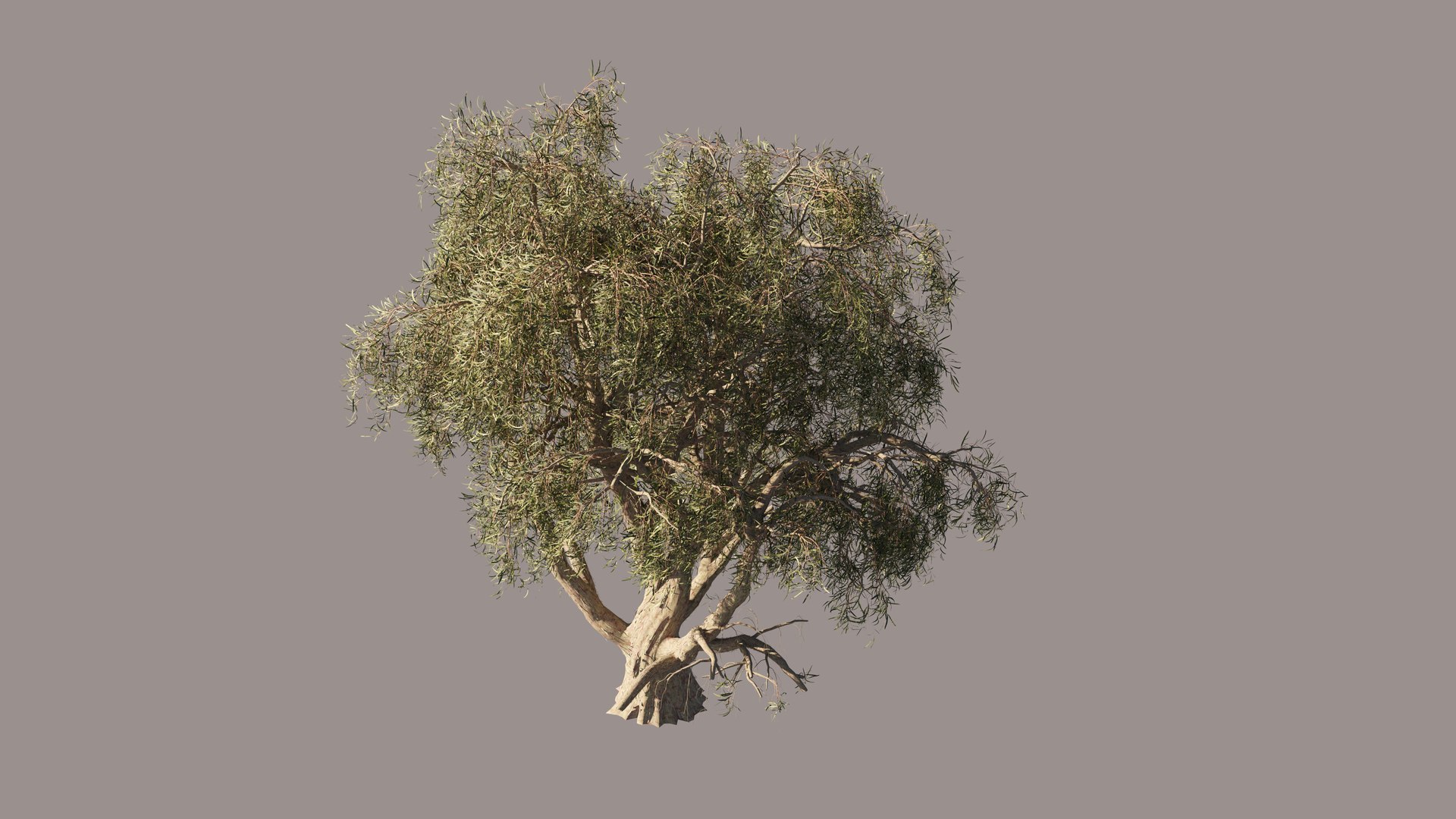 3D Peppermint Animated Tree - TurboSquid 2252931