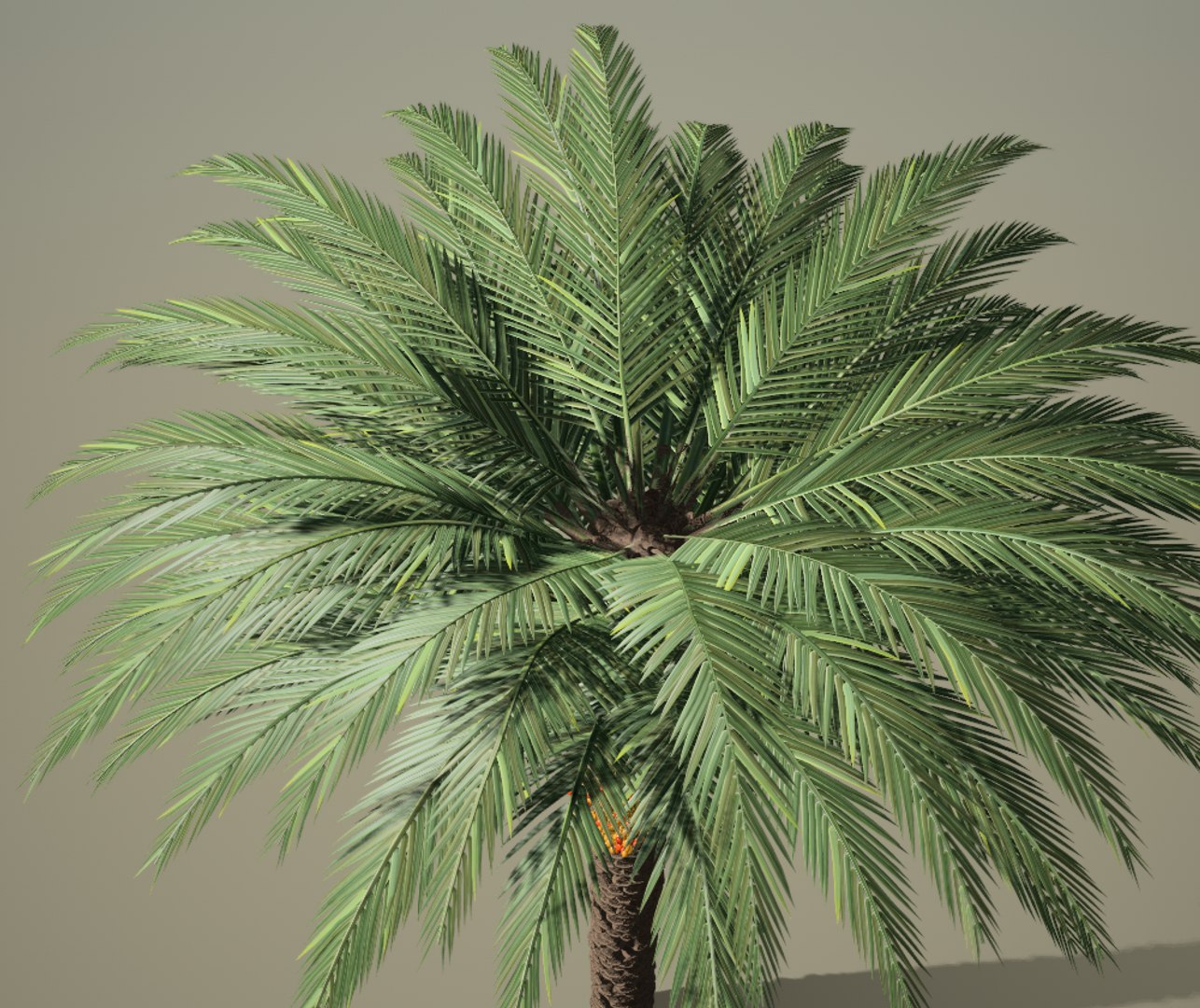 Palm tree 3D model - TurboSquid 1570145